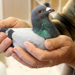 Picking Winning Racing Pigeons - How to Pinpoint Champions